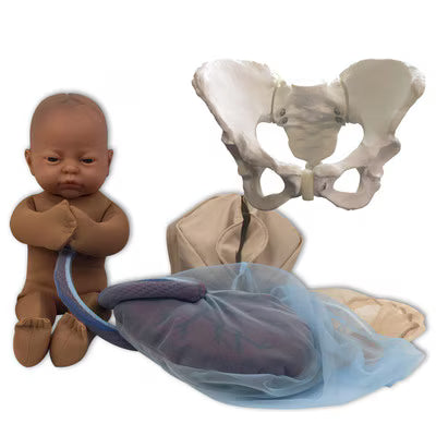 Childbirth Education Model Set Standard Pelvis Fetal Model Placenta ...